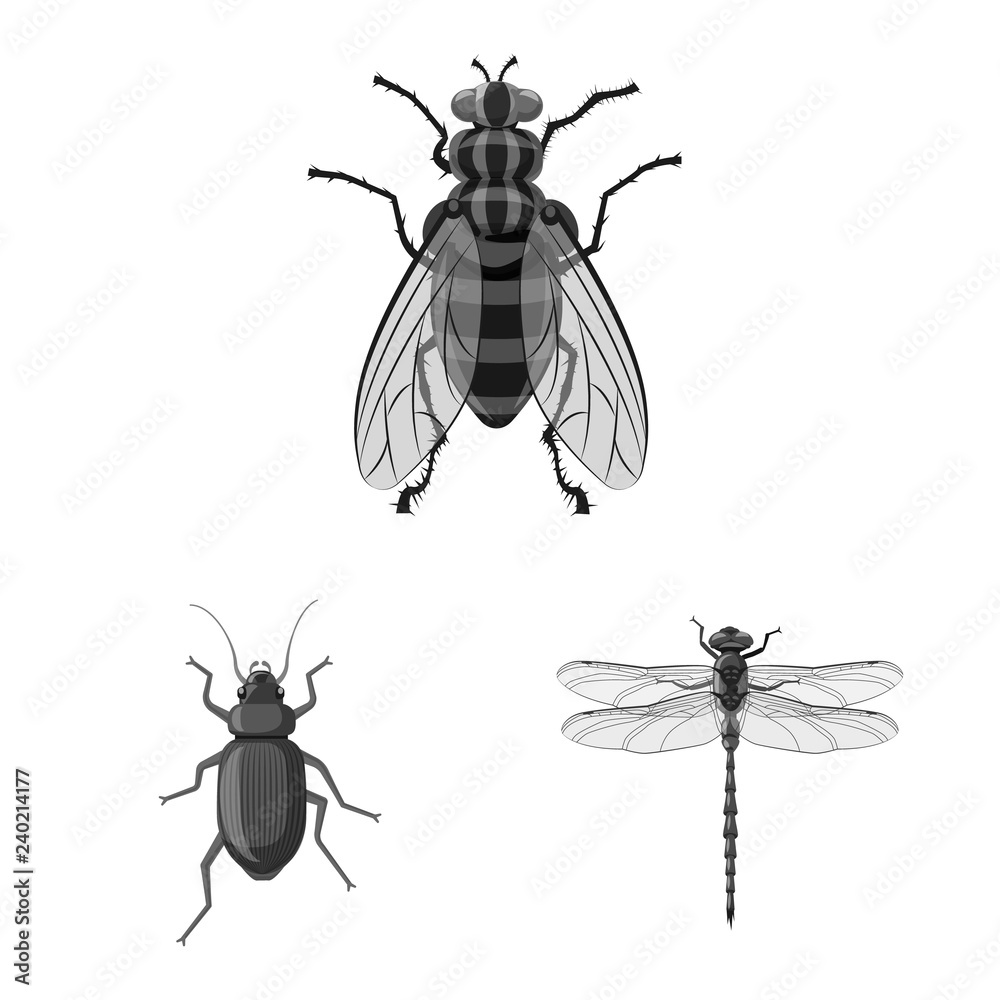 Vector illustration of insect and fly icon. Collection of insect and ...