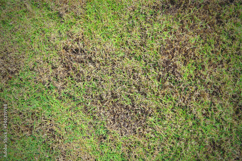 Grass texture, grass background. patchy grass, lawn in bad condition ...