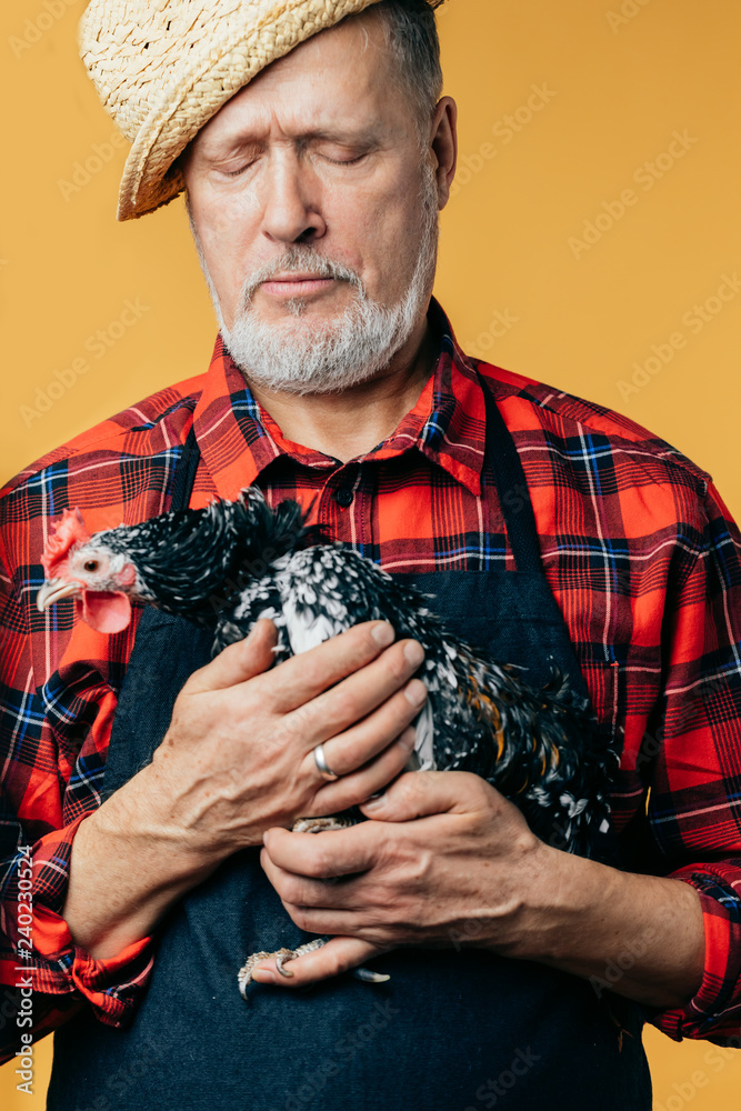 old grey-haired gorgeous man feels sorry for a hen. close up photo ...