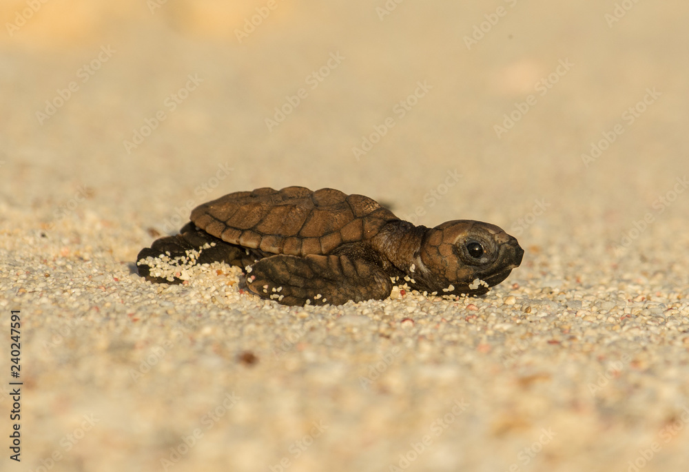 Baby Hawksbill Sea Turtle Stock Photo | Adobe Stock
