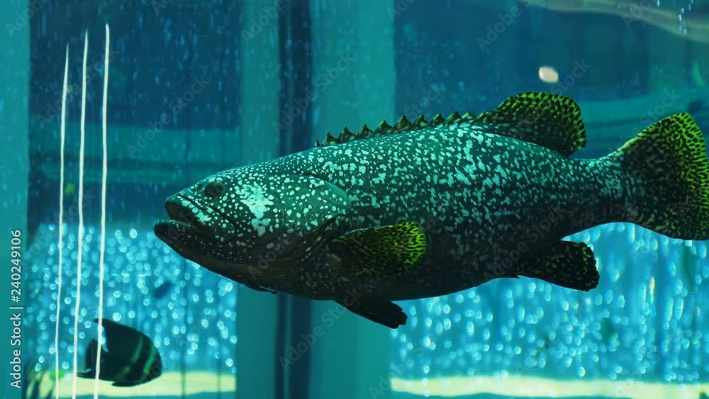 Floating Atlantic goliath grouper or itajara, Epinephelus itajara, also ...