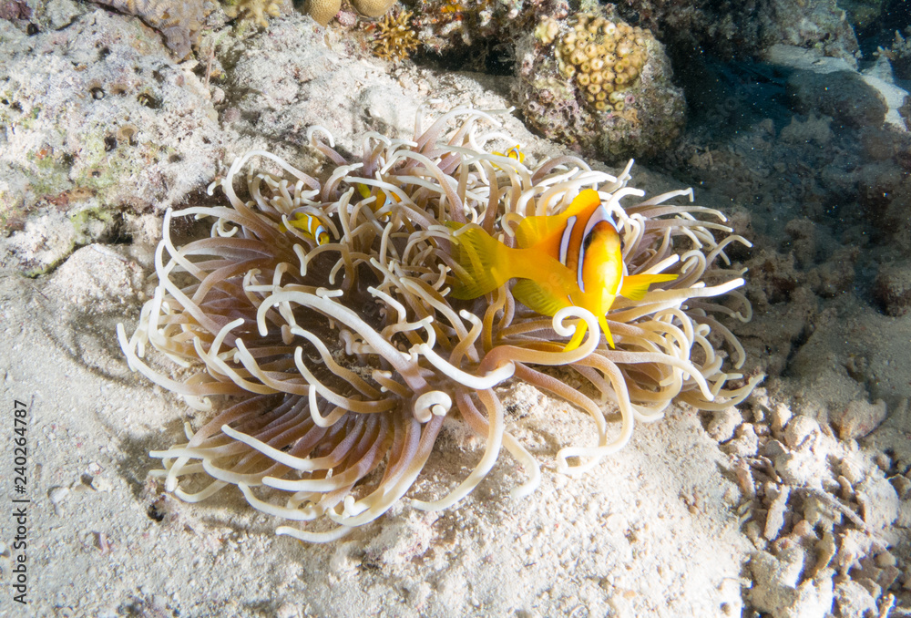 fondo marino con muchos peces Stock Photo | Adobe Stock