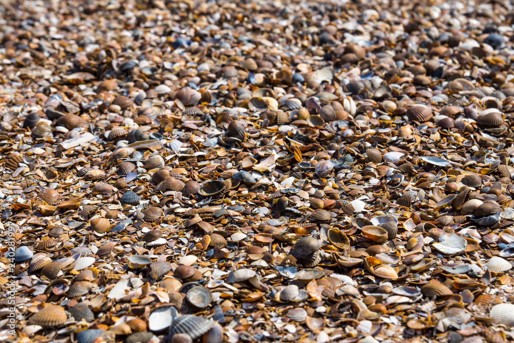 Seashell on the beach in a wide selection of seafood and delicacy Stock ...