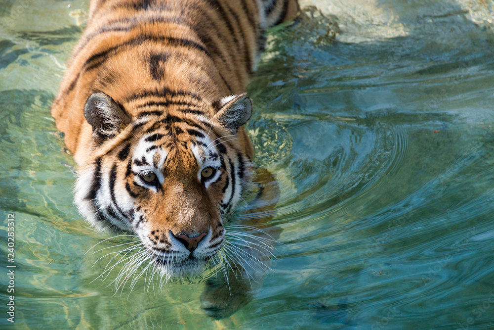 Tiger Swimming In Water