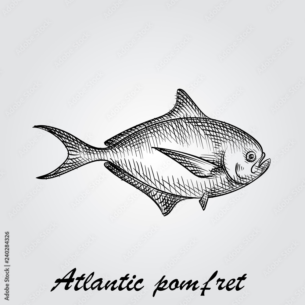 Hand Drawn Atlantic pomfret Sketch Symbol isolated on white background ...