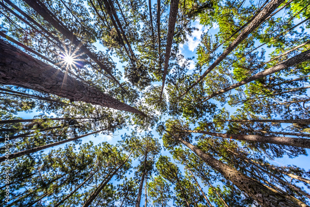 Bottom view of tall pine trees in evergreen forest. Beautiful Pine ...