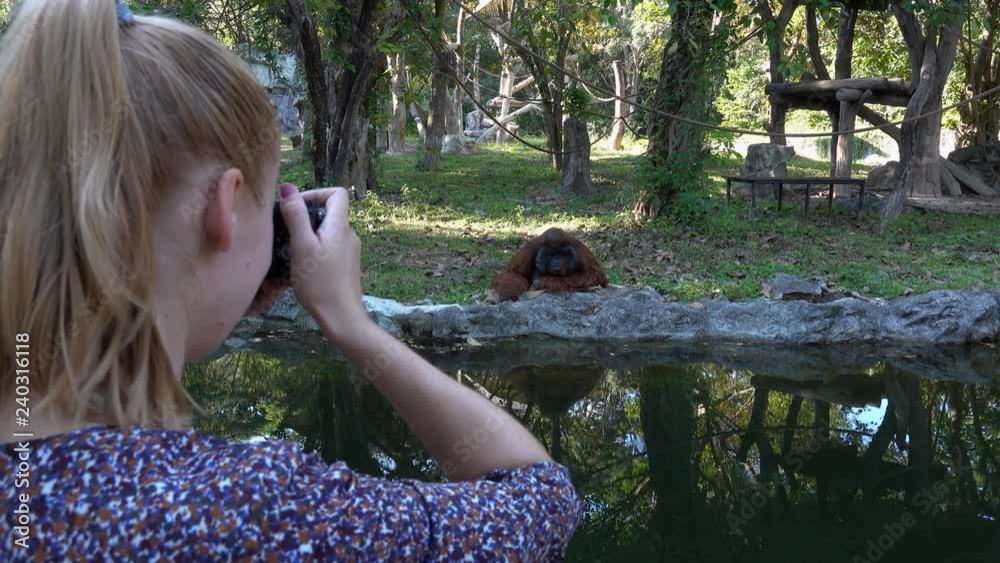 Female Tourist Taking Photo of Bornean Orangutan Monkey (Pongo Pygmaeus ...