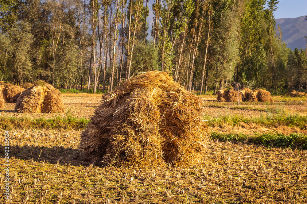 Heaps of rice straw hay in paddy field. The rice field at roadside in ...