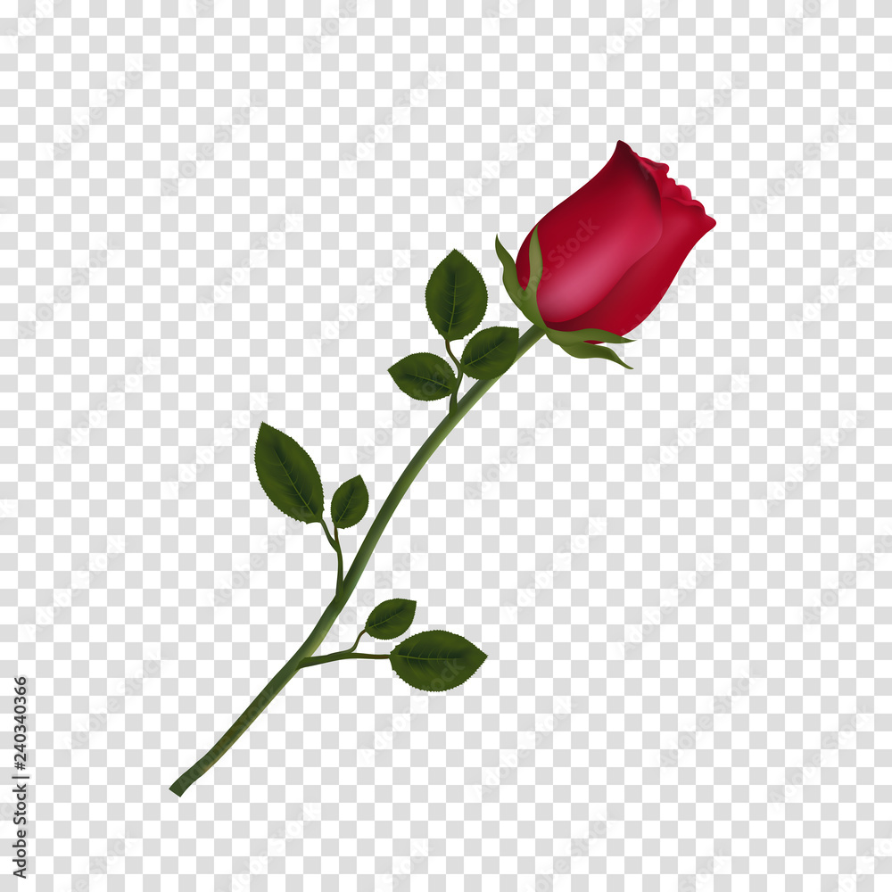 highly detailed flower of red rose isolated on transparent background ...