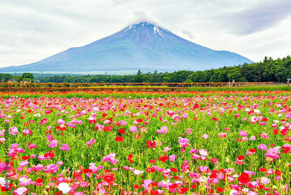Fuji Mountain and Tulip Flower Garden at Hananomiyako-koen Flower ...