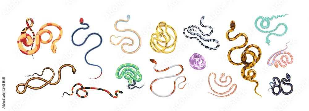 Bundle of snakes or serpents of various type, size, skin pattern and ...