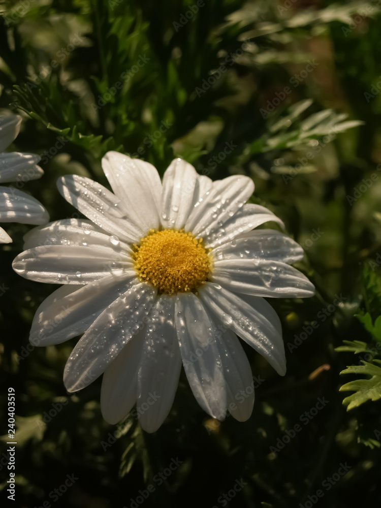 National Flower Of Italy Images | Best Flower Site