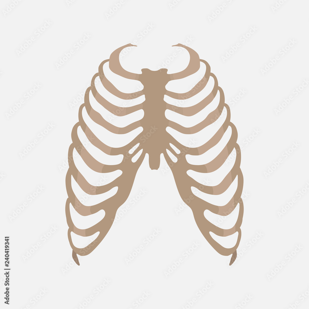 thorax, human anatomy, the study of the body Stock Vector | Adobe Stock