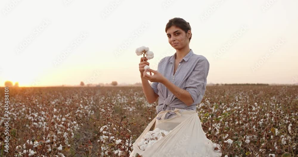 Vidéo Stock Cotton harvesting. Female indian harvester standing in ...