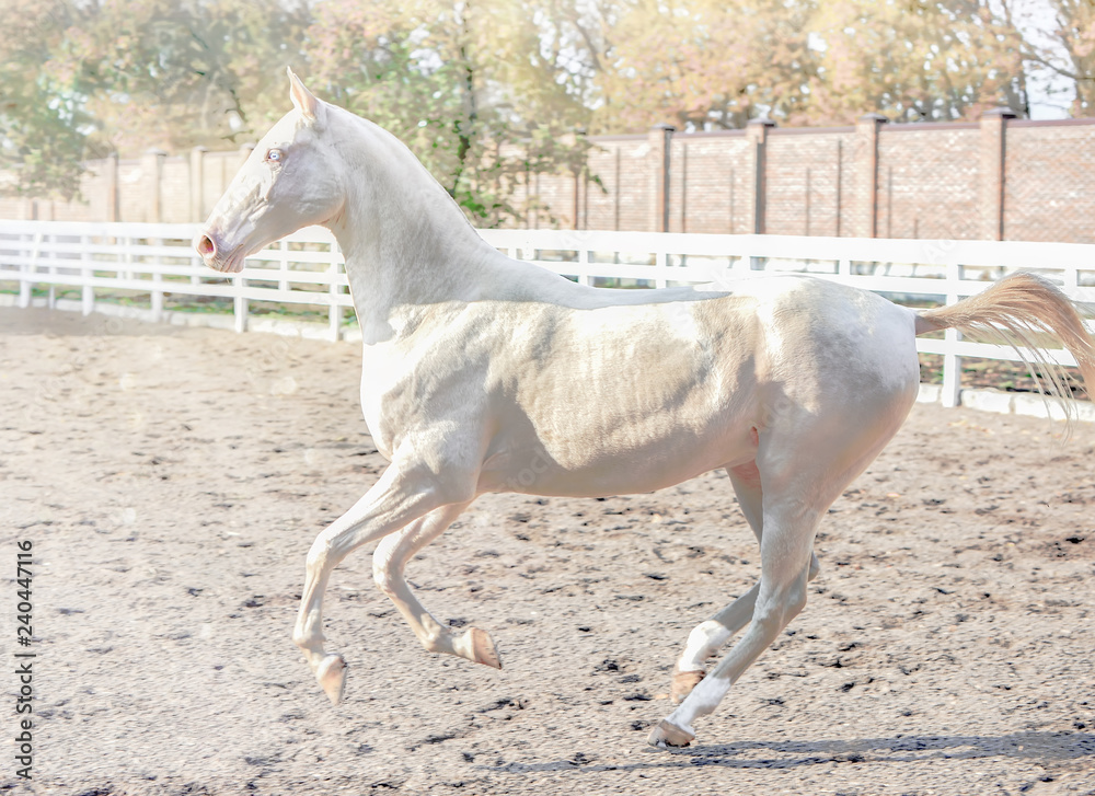 Cremello Horses Eyes