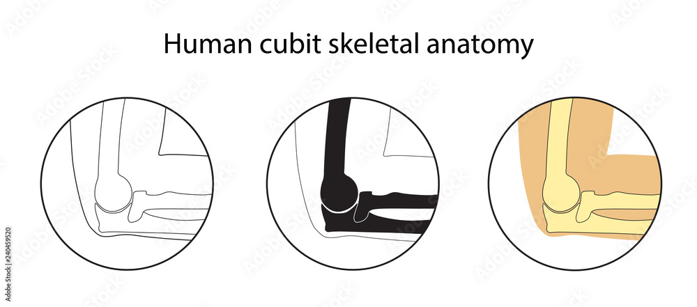 Vector illustration set of human cubit skeletal anatomy Stock Vector ...