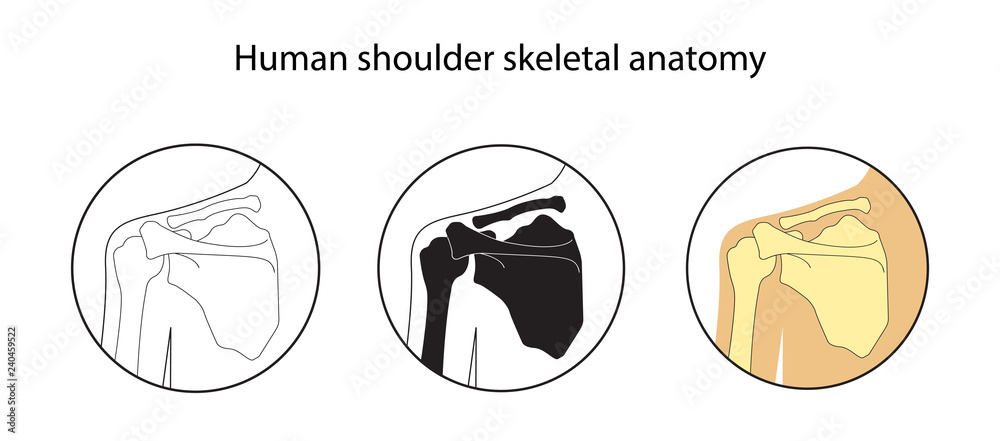 Vector illustration set of human shoulder skeletal anatomy Stock Vector ...