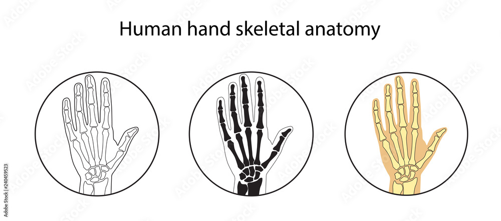 Vector illustration set of human hand skeletal anatomy Stock Vector ...