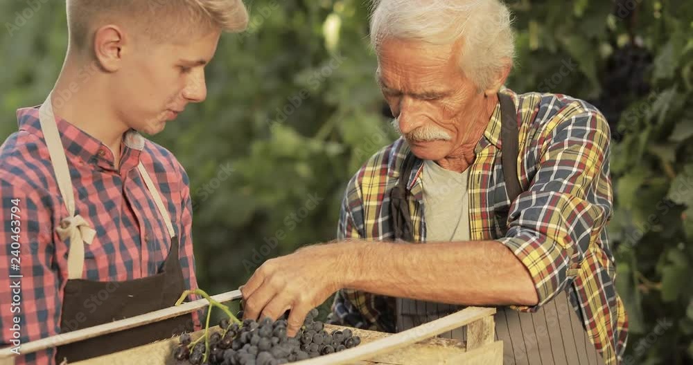 Family members working together on vineyard. Caucasian grandson and ...