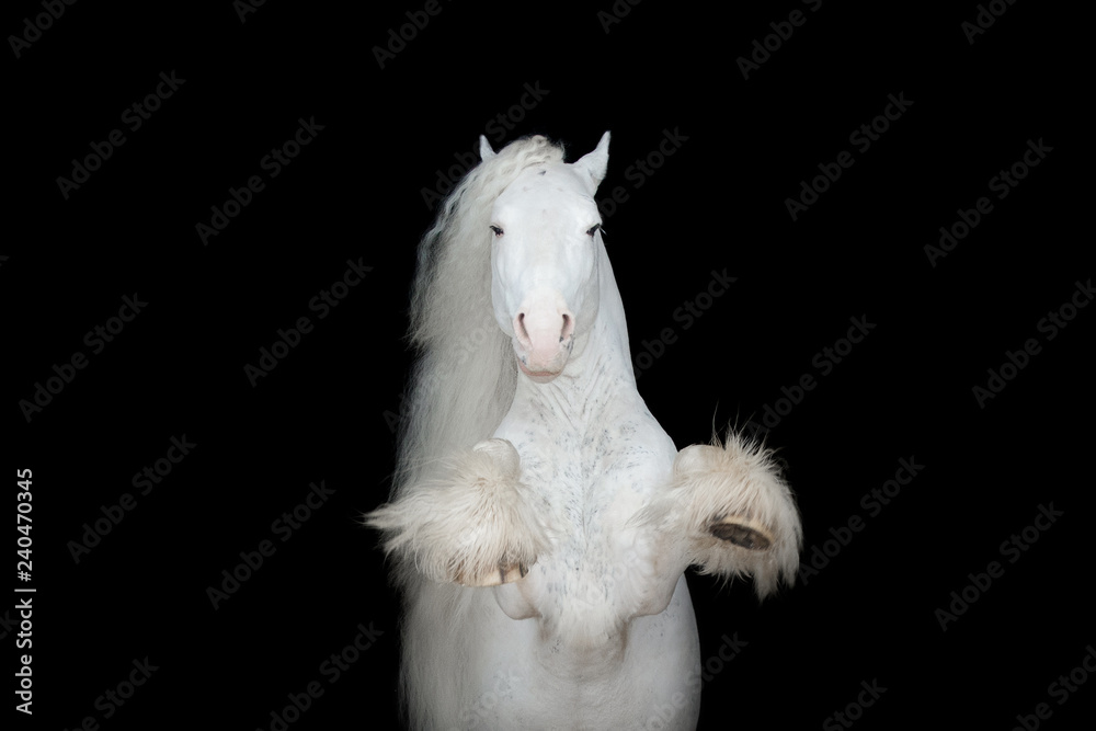 White Horse Rearing Front