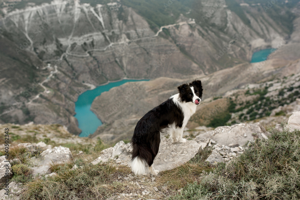 black and white happy dog border collie stay beiside canyon river and ...