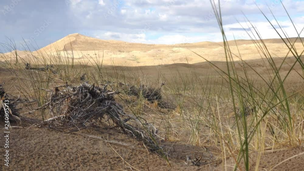 Grass Psammochloa Villosa In Mongolian Sand Desert Environment ...