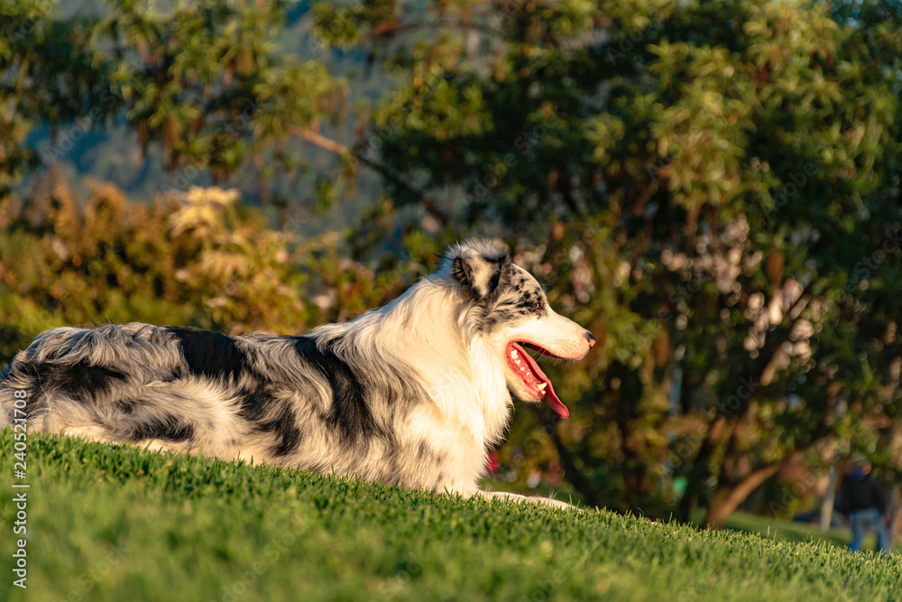 asdf sadf sfdasfd dffffff Stock Photo | Adobe Stock