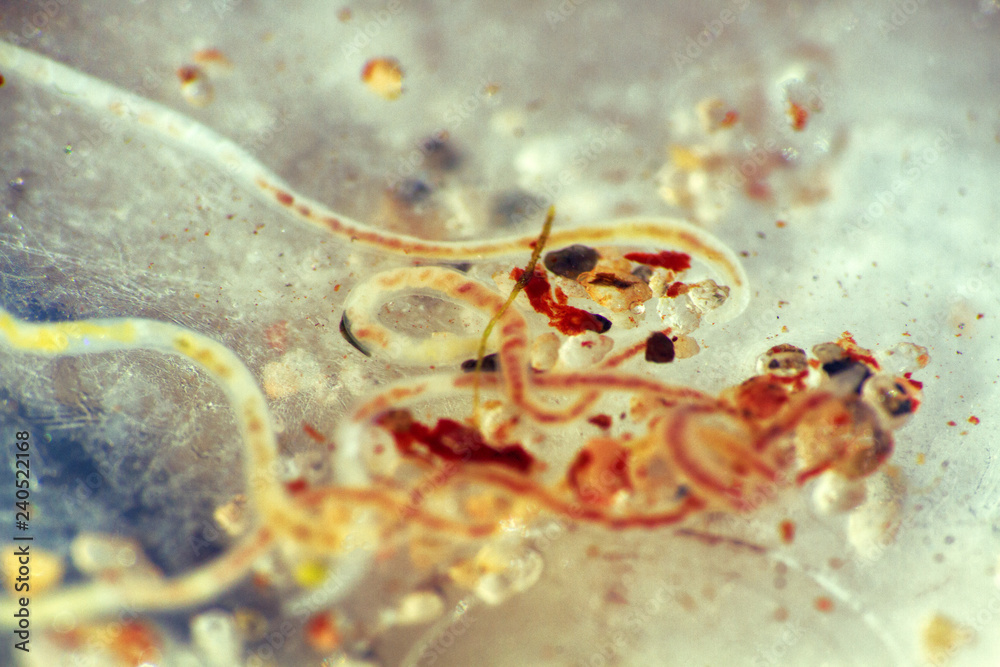 animals of the tidal zone of the seas Stock Photo | Adobe Stock