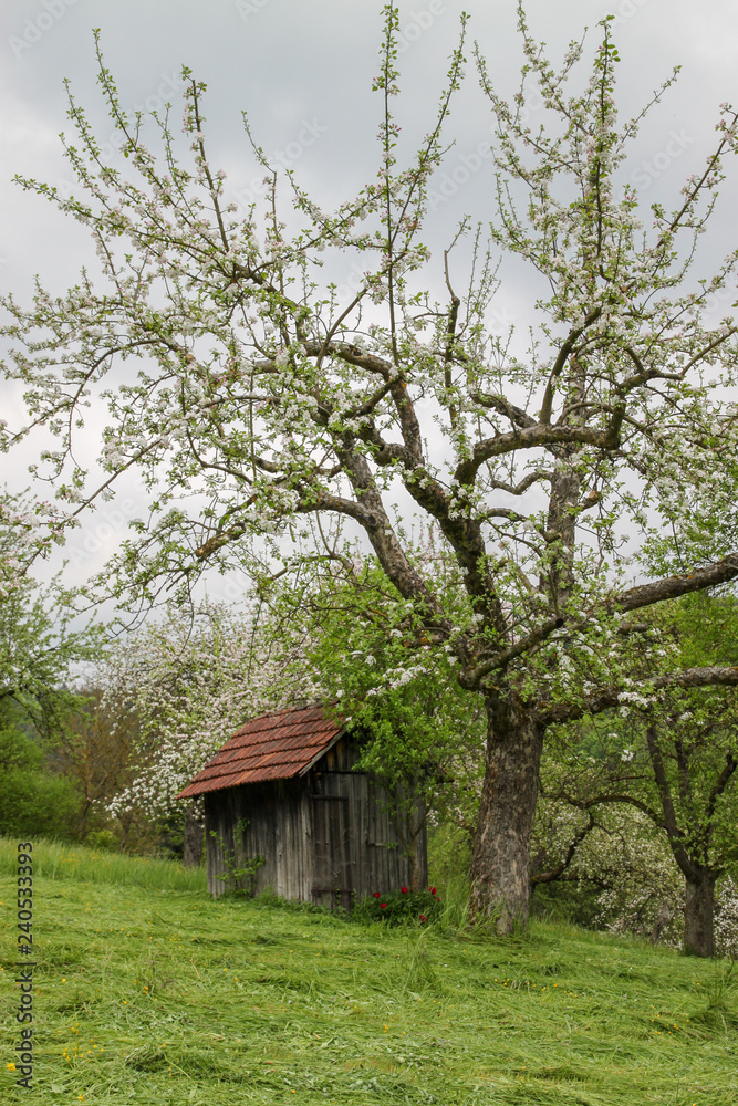 Blooming apple trees in spring on field in germany Stock Photo | Adobe ...
