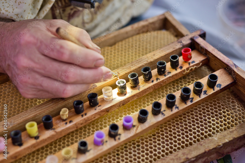 Larva of bee, selected for growing queen bee. Tool for picking larvae ...