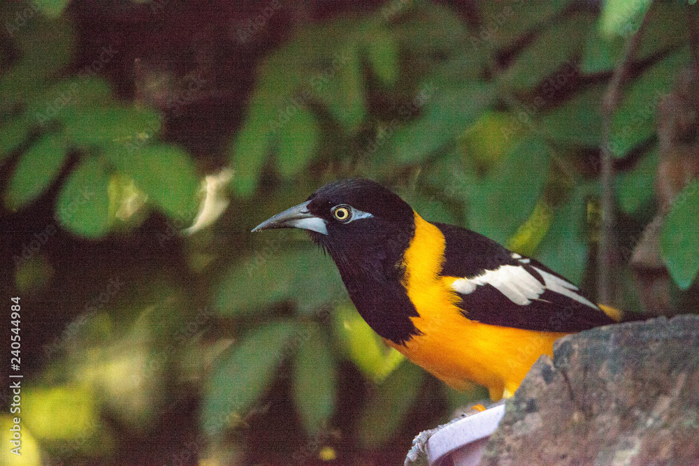Venezuelan troupial bird Icterus icterus Stock Photo | Adobe Stock