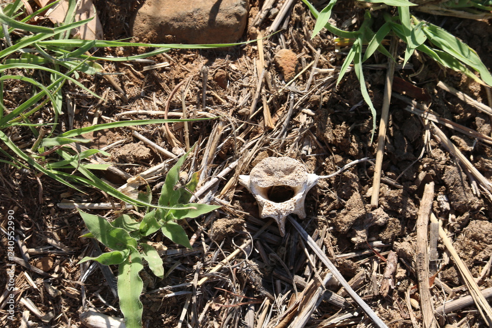 Scary face-shaped bone Stock Photo | Adobe Stock