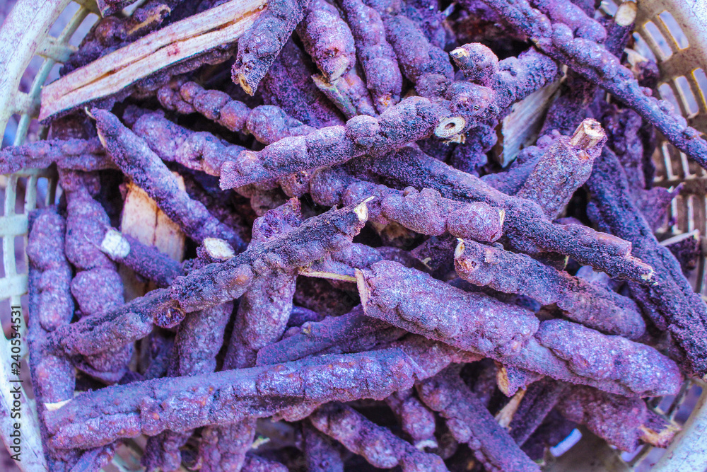 Laccifer lacca kerr,rasin,stick lac on branches of rain tree with many ...