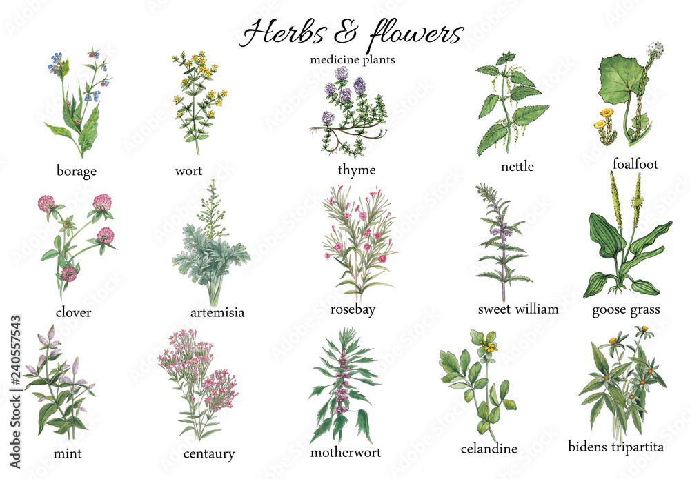 Watercolor botanical illustration of medicine herbs Stock Illustration ...