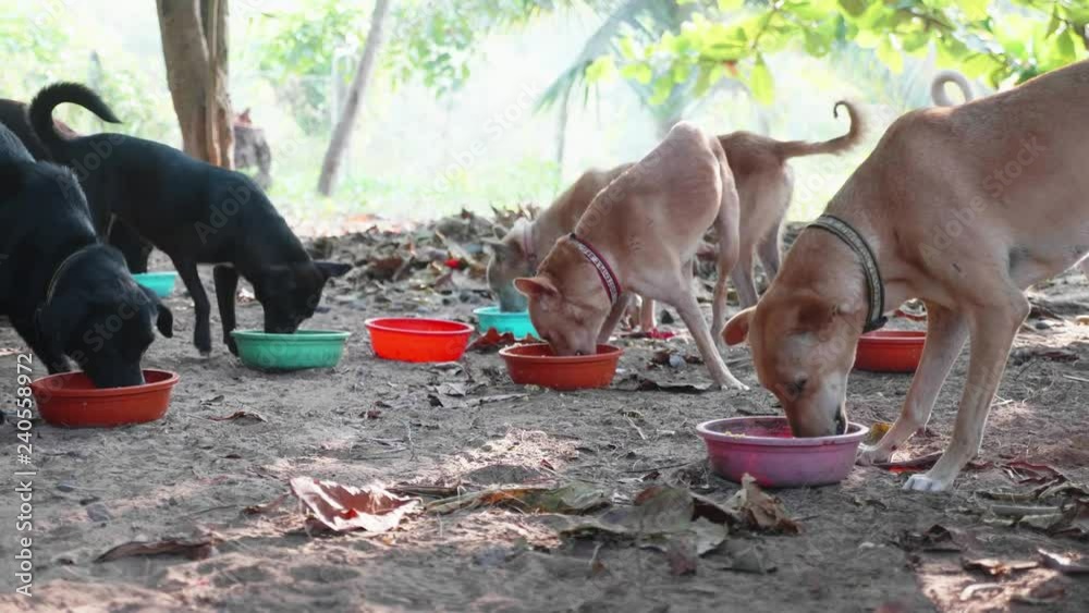 Feeding in dog pound. Hungry dogs eat their food at the dog sanctuary ...