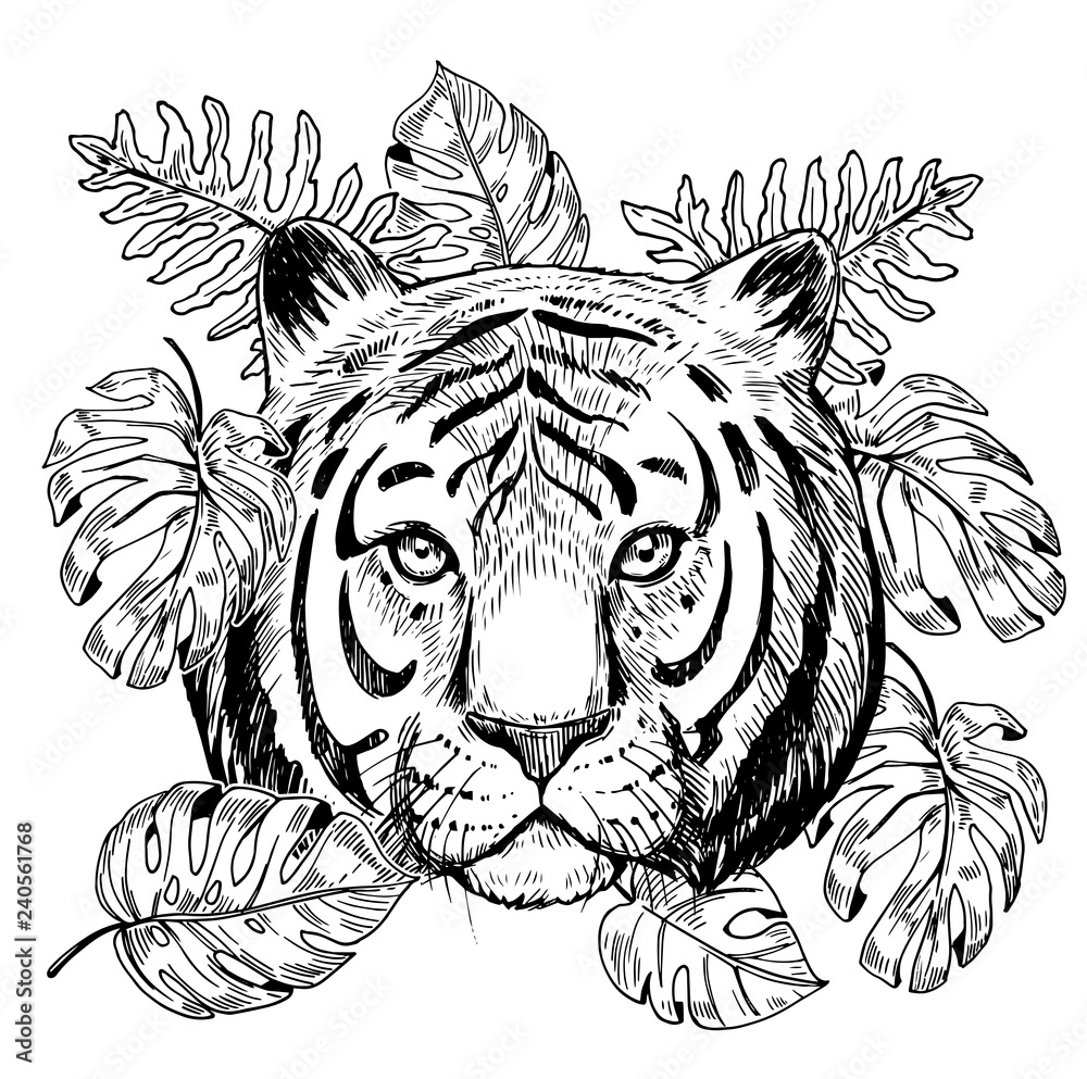 Sketch of tiger with tropical leaves. Hand drawn illustration converted ...
