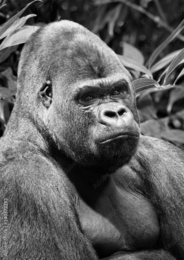 Beautiful lowland gorilla with smart eyes looks into the distance ...