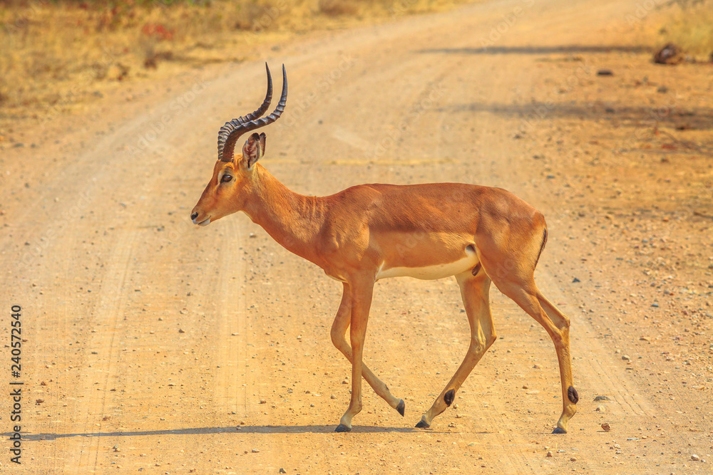 South African Antelope Species