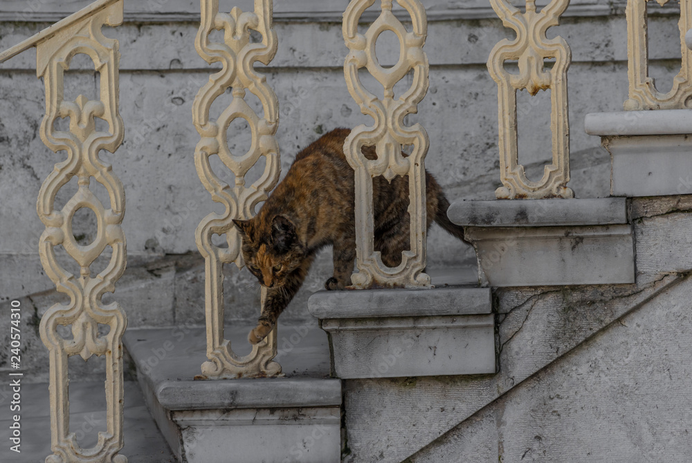 Istanbul, Turkey - among the many attractions of Istanbul, the cats ...