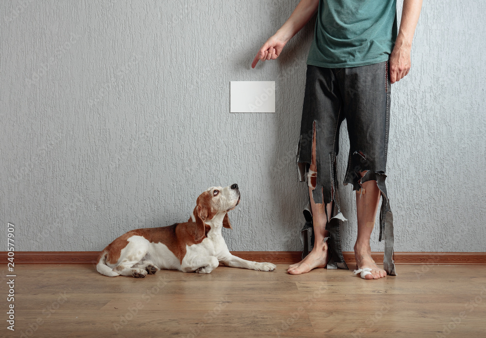 Beagle and his owner in torn pants and bitten feet. Stock Photo | Adobe ...