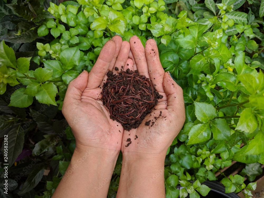 Asian female hand holding up African night crawler (Eudrilus eugeniae ...