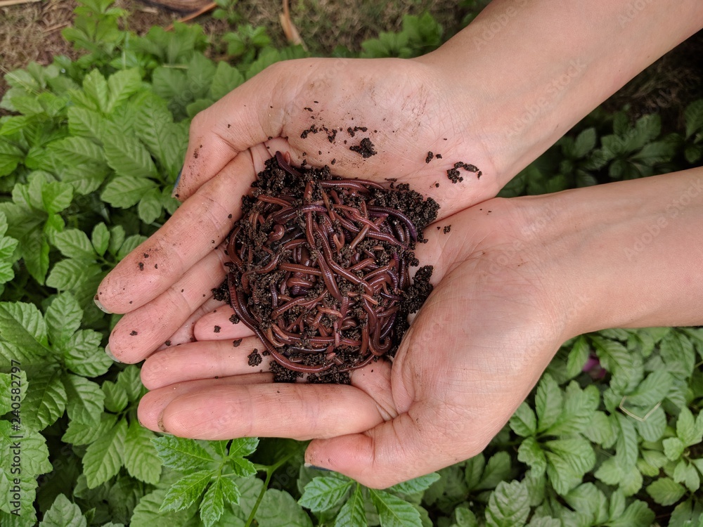 Asian female hand holding up African night crawler (Eudrilus eugeniae ...