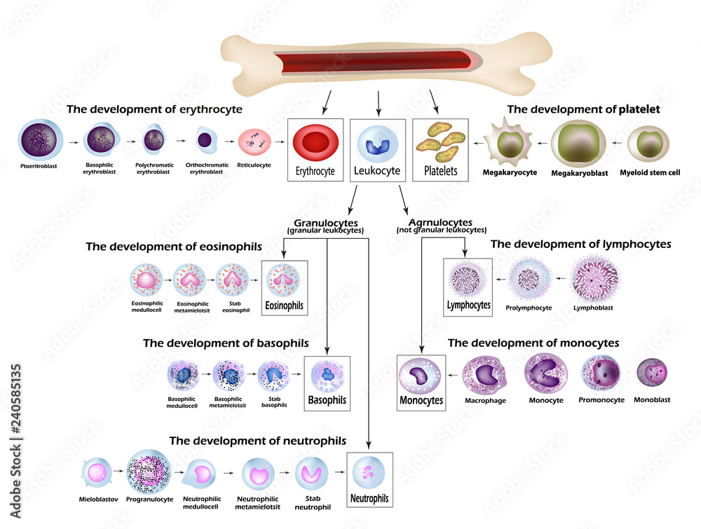 Plakat Blood cells Erythrocyte development, red blood cells, leukocytes ...