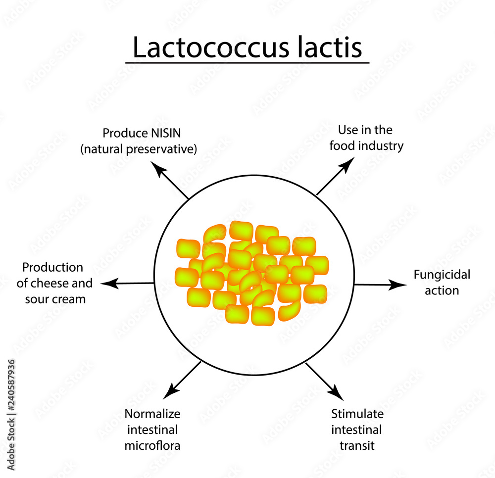 Vecteur Stock Useful properties of lactobacillus. Probiotic ...
