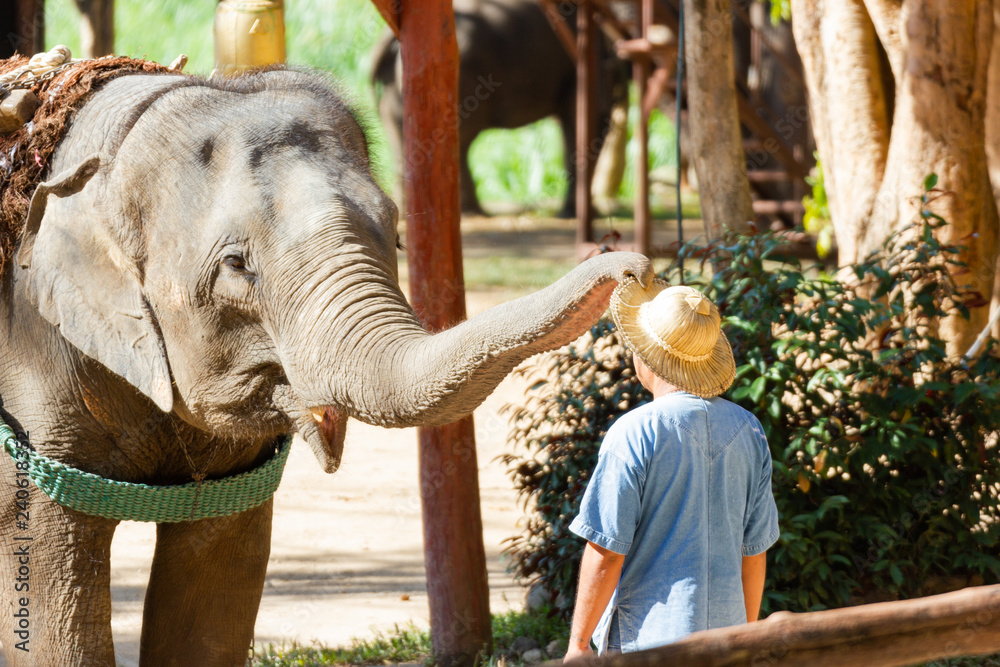 The Thai Elephant Conservation Center (TECC), Mahouts show how to train ...
