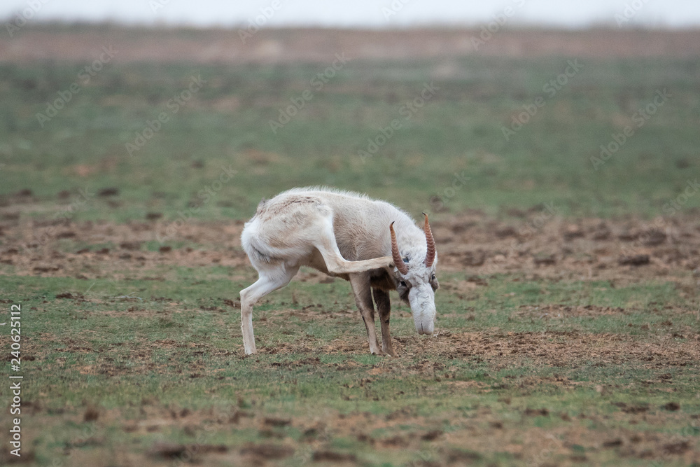 The appearance of a powerful male during the rut. Saiga tatarica is ...