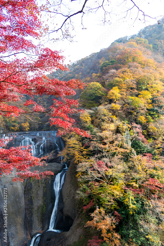 Autumn leaves of Fukuroda Falls in Daigo-cho, Kuji-district, Ibaraki ...