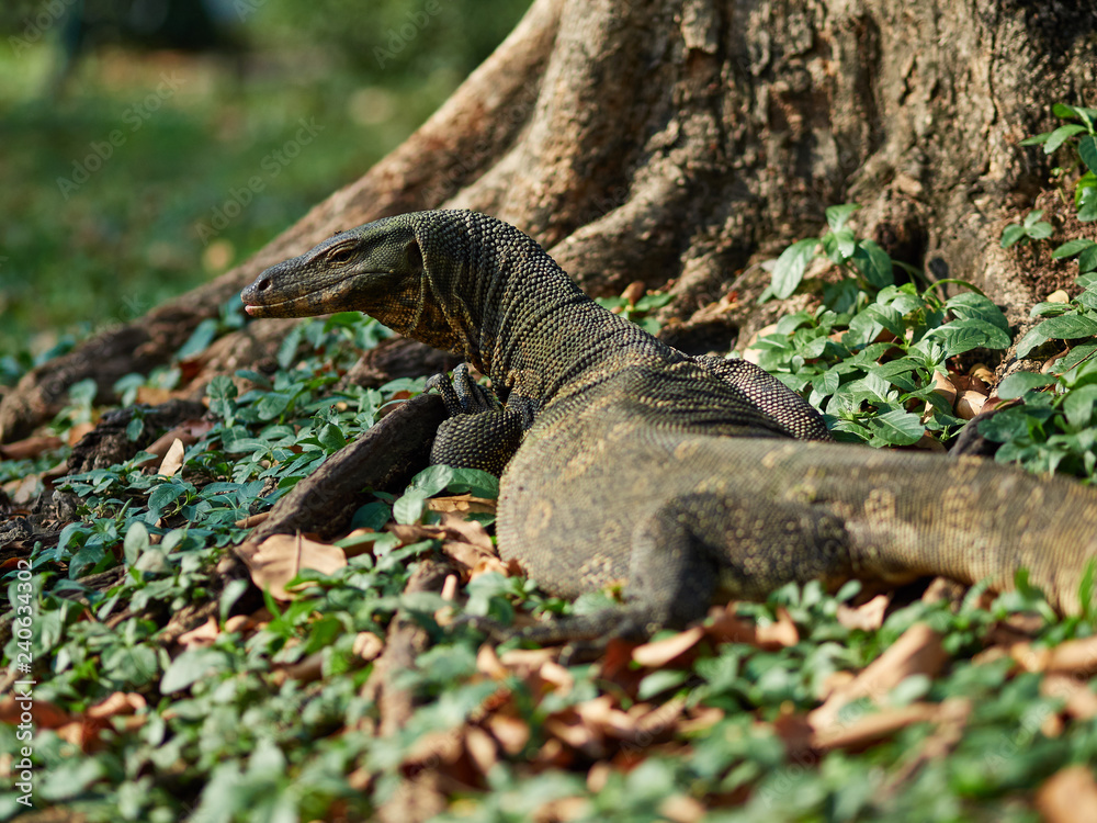 Massive Asian water monitor lizard spotted in Lumpini Park in Bangkok ...