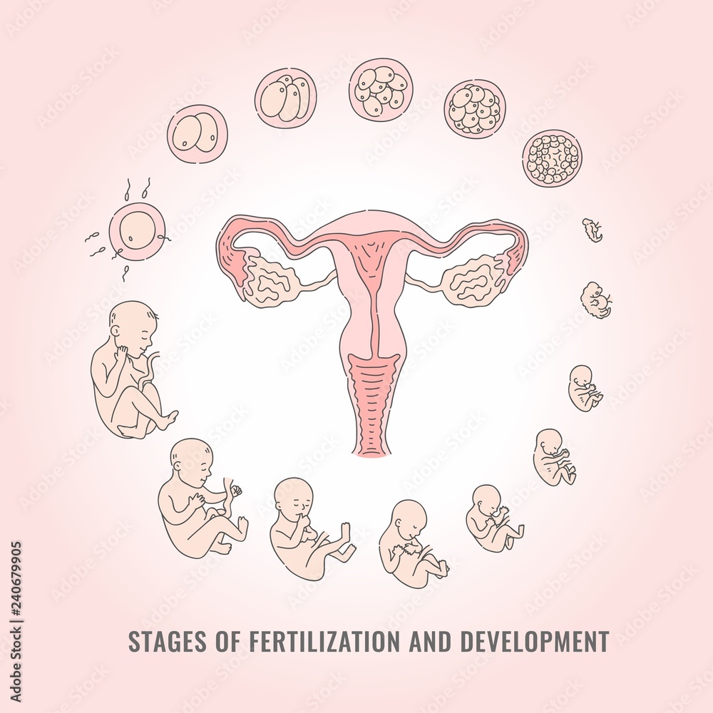 Infographic of pregnancy stages with process of fertilization and ...