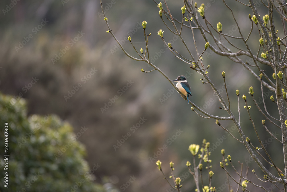 Foto de A New Zealand kingfisher, or kotare, perched in the branches of ...